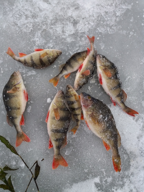 Eurasian perch , cought at 02/11/2017 - information about the catch ...