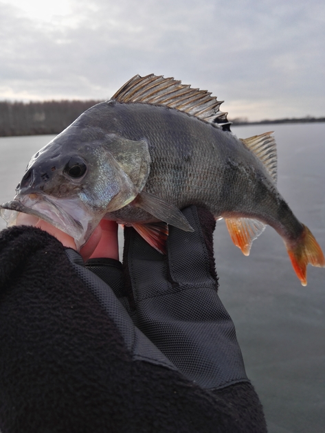 Eurasian perch , cought at 03/04/2017 - information about the catch ...