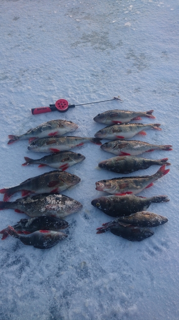 Eurasian perch , cought at 01/25/2017 - information about the catch ...