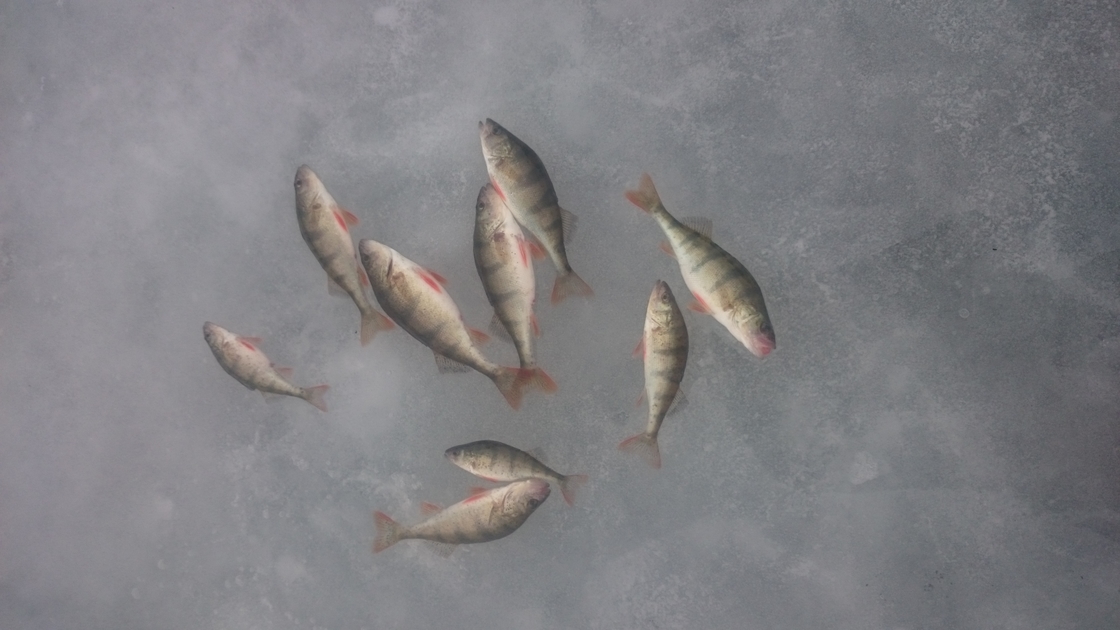 Eurasian perch , cought at 02/18/2017 - information about the catch ...