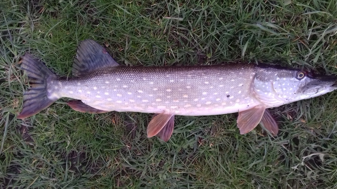 Northern Pike, 5lb 15oz, 2ft 7(1/2)in , cought at 04/27/2017 ...