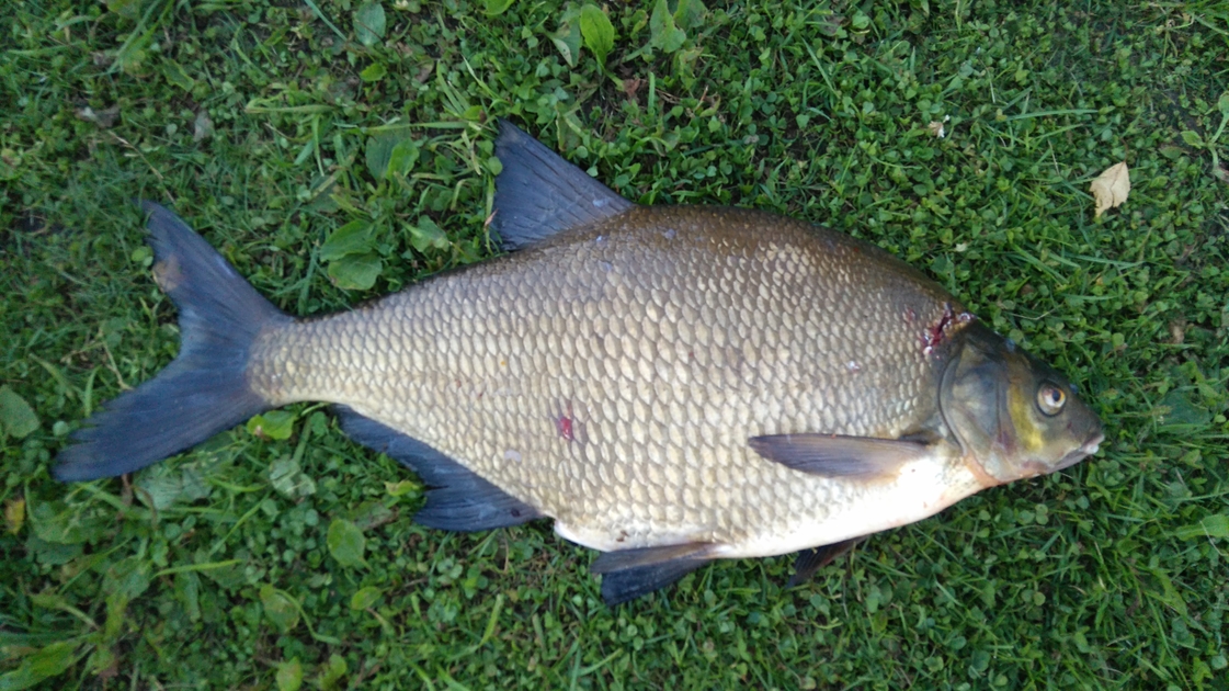 Carp bream, 9lb 14oz, 1ft 8(1/2)in , cought at 08/25/2016 - information ...