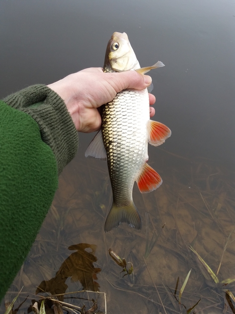 Roach , cought at 03/11/2017 - information about the catch | Pinfishing.com