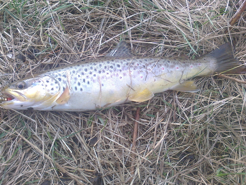 Margasis upėtakis, 1ft 1(1/2)in , cought at 04/04/2017 - information ...