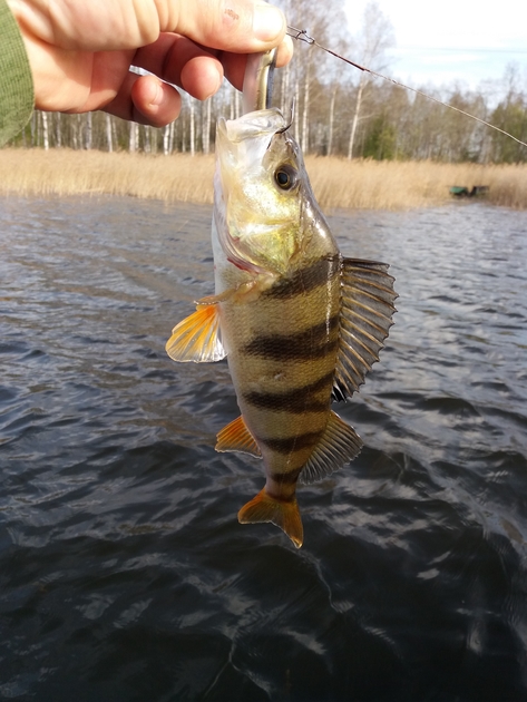 Eurasian perch , cought at 05/03/2017 - information about the catch ...