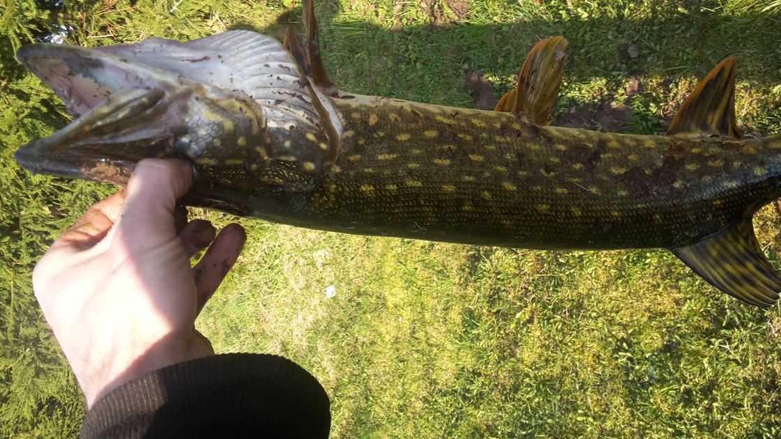 Northern Pike, 4lb 6oz, 2ft 1(1/2)in , cought at 04/30/2017 ...
