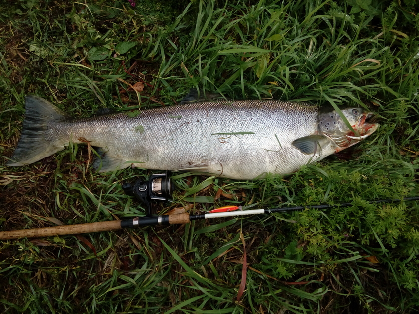 Atlantic salmon, 22lb, 3ft 4(1/2)in , cought at 10/08/2016 ...
