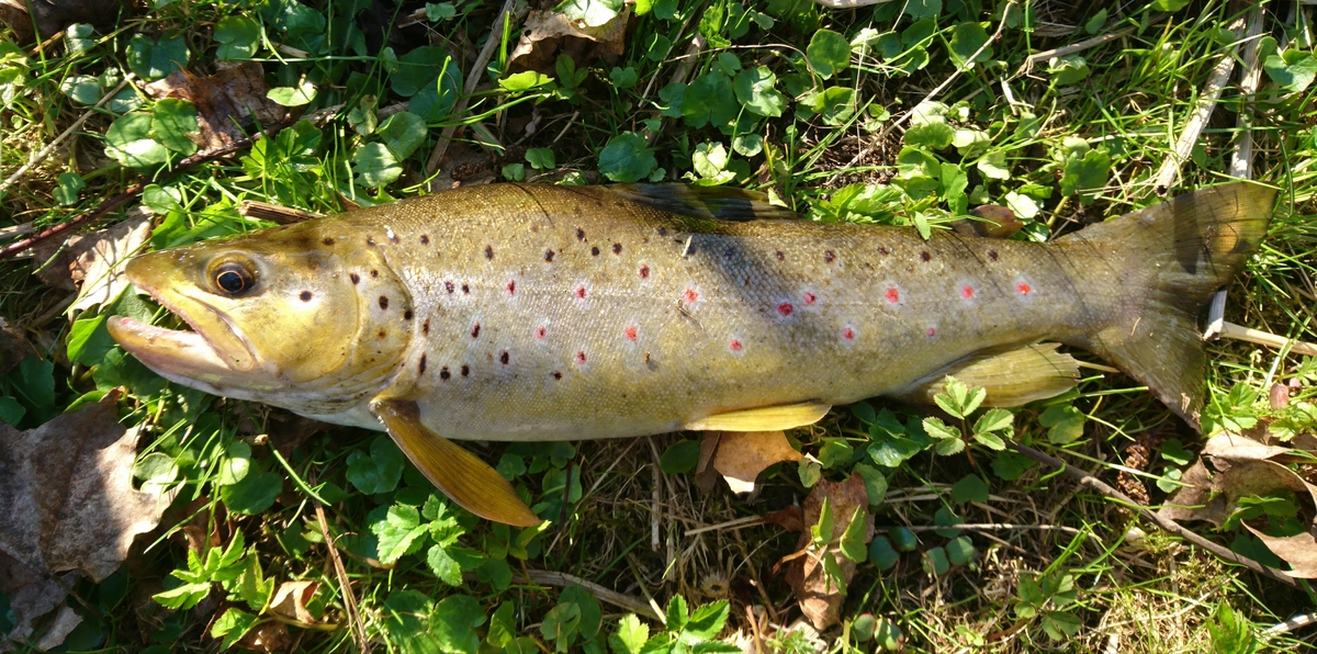 Margasis upėtakis, 1ft 2in , cought at 04/10/2017 - information about ...