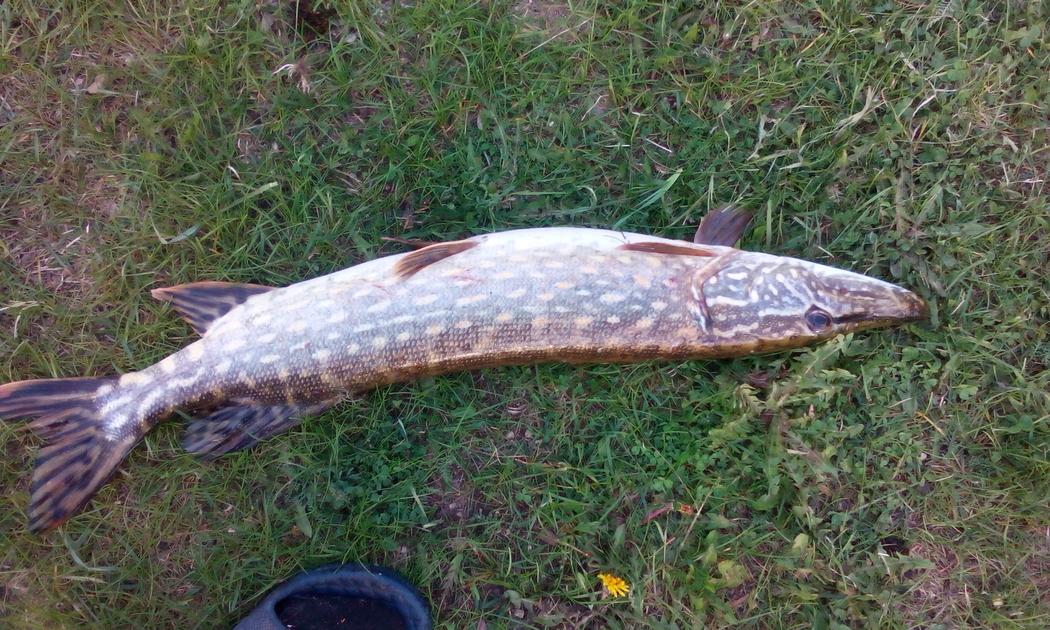 Northern Pike, 4lb 3oz, 1ft 11in , cought at 05/18/2017 - information ...