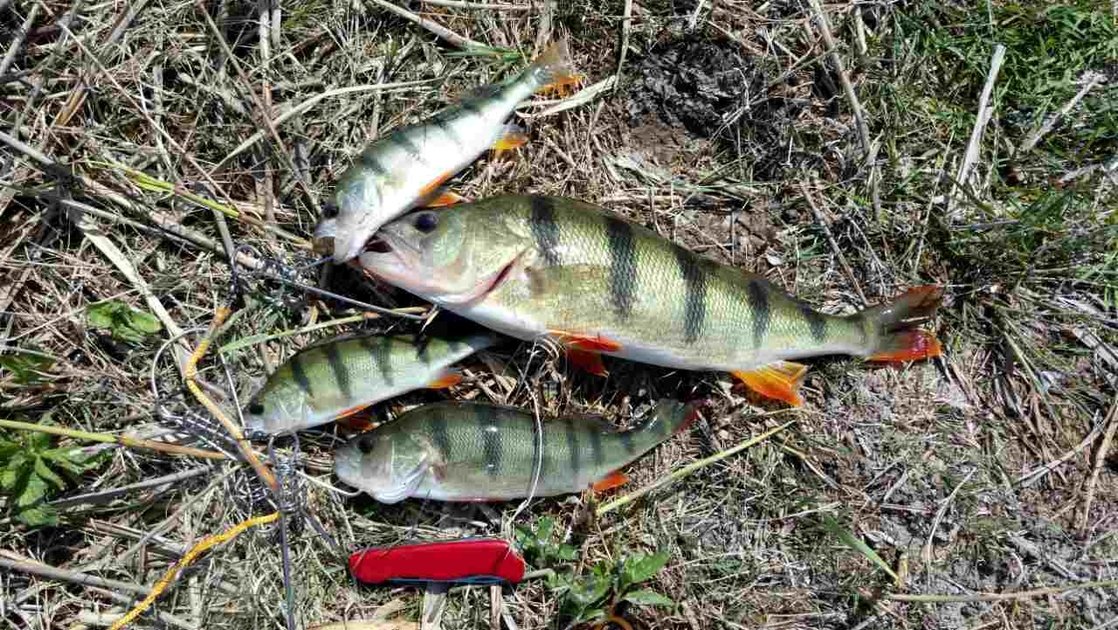 Eurasian perch , cought at 05/28/2017 - information about the catch ...