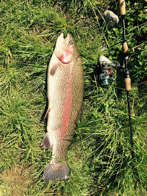 Ocean Trout, 8lb 9oz, 2ft 2(1/2)in , cought at 05/27/2017 - information ...