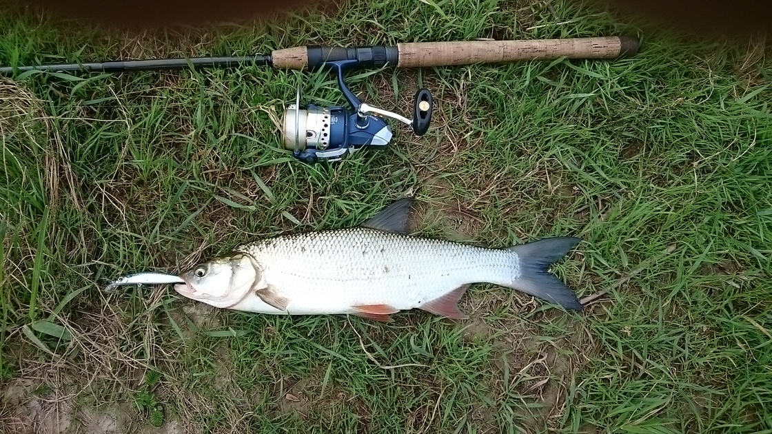 Asp, 1ft 5(1/2)in , cought at 06/04/2017 - information about the catch ...