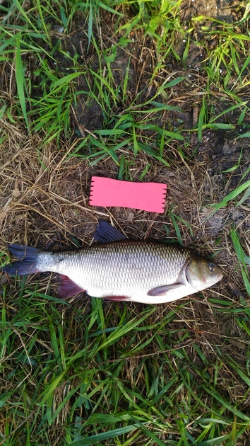 Ide, 3lb 8oz, 1ft 6in , cought at 05/28/2017 - information about the ...