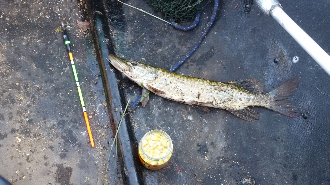 Northern Pike, 1ft 3(1/2)in , cought at 06/18/2017 - information about ...
