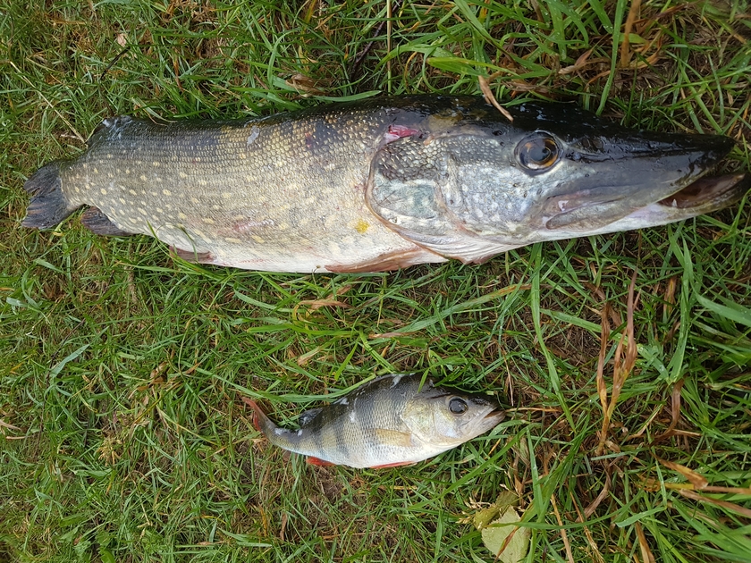 Northern Pike, 4lb 6oz, 2ft 4(1/2)in , cought at 06/24/2017 ...