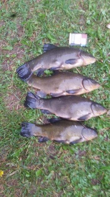 Tench , cought at 06/11/2017 - information about the catch | Pinfishing.com
