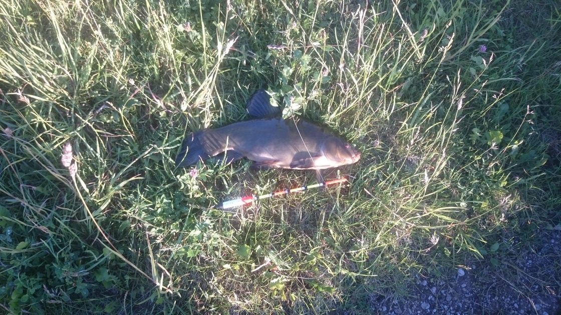 Tench, 2lb 10oz, 1ft 5(1/2)in , cought at 06/21/2017 - information ...