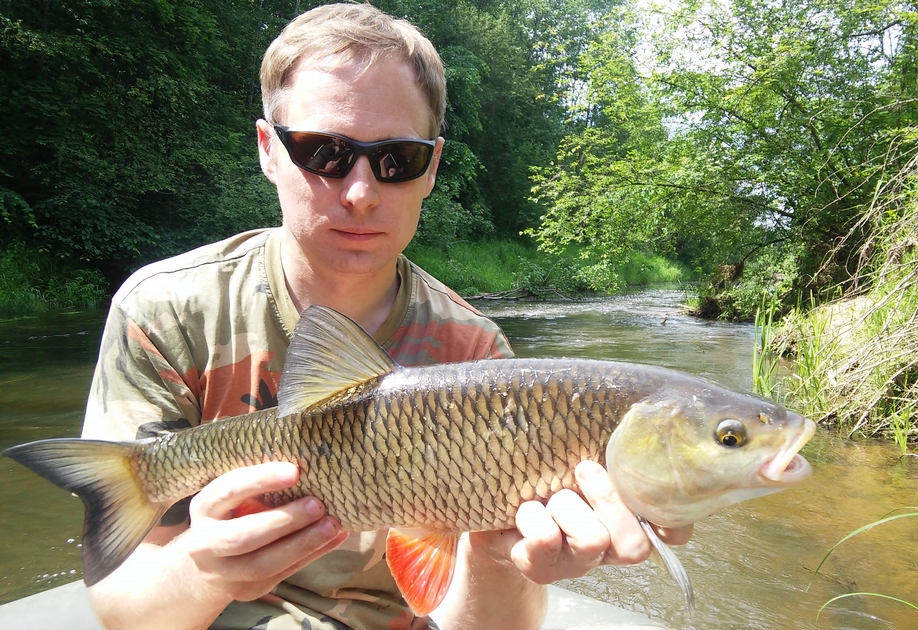 chub, 1ft 8(1/2)in , cought at 06/18/2017 - information about the catch ...