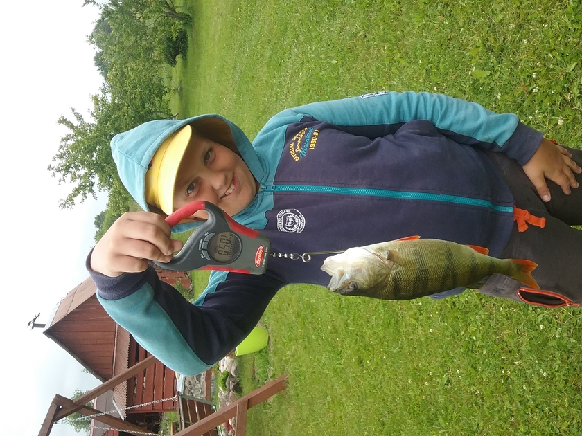Eurasian perch, 1lb 1oz, 1ft 2in , cought at 06/24/2017 - information ...