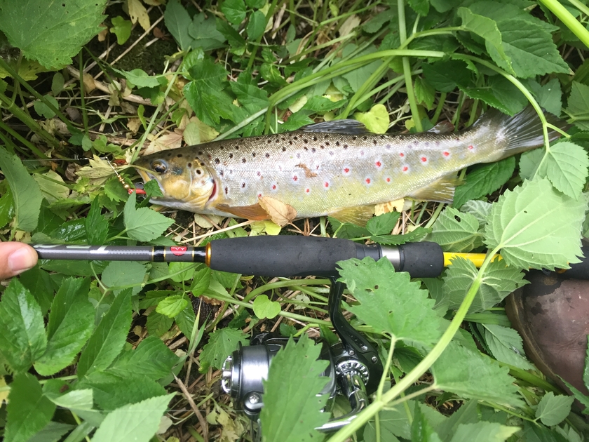 Margasis upėtakis, 1ft 2in , cought at 05/31/2017 - information about ...