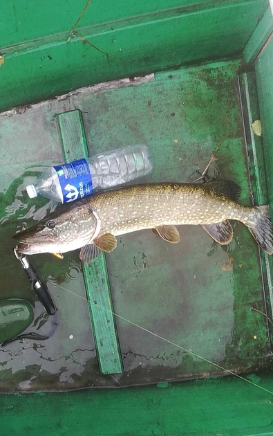 Northern Pike, 11lb, 2ft 6(1/2)in , cought at 07/09/2017 - information ...