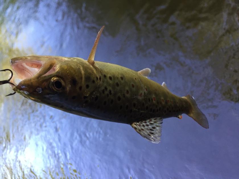 Margasis upėtakis , cought at 06/03/2017 - information about the catch ...