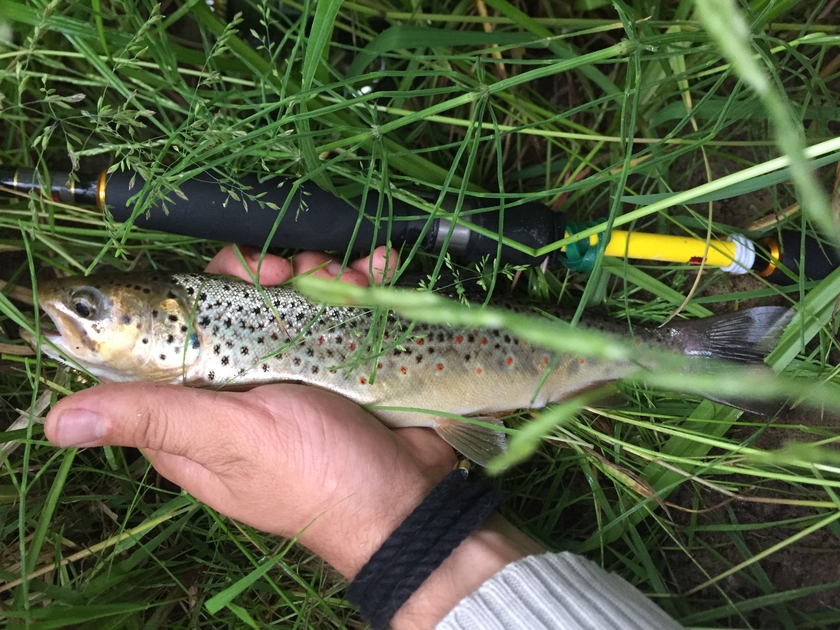 Margasis upėtakis , cought at 06/25/2017 - information about the catch ...