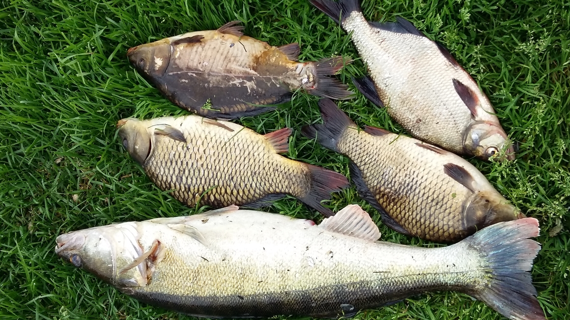 Pike perch, 7lb , cought at 07/05/2017 - information about the catch ...