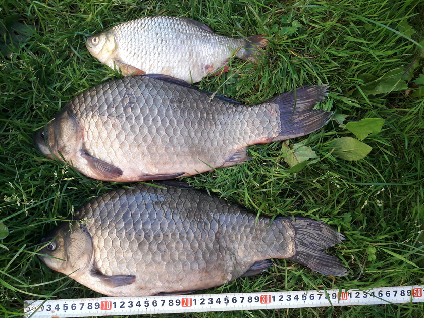 Sidabrinis karosas, 3lb 8oz, 1ft 3(1/2)in , cought at 07/12/2017 ...