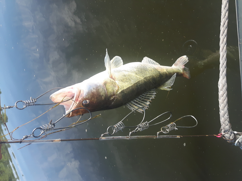 Pike perch, 5lb 1oz , cought at 07/23/2017 - information about the ...