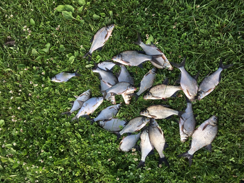 Silver Bream , cought at 07/05/2017 - information about the catch ...