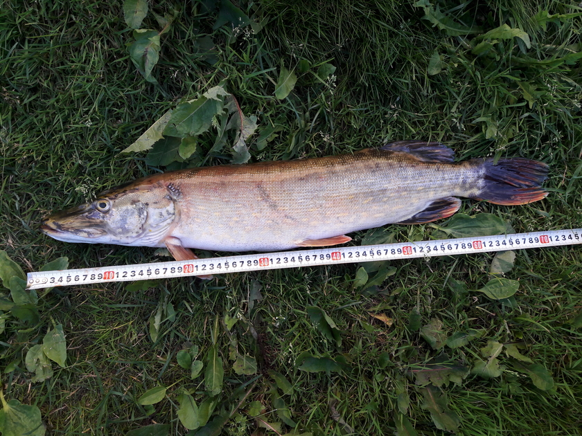 Northern Pike, 6lb 9oz, 2ft 3(1/2)in , cought at 07/12/2017 ...