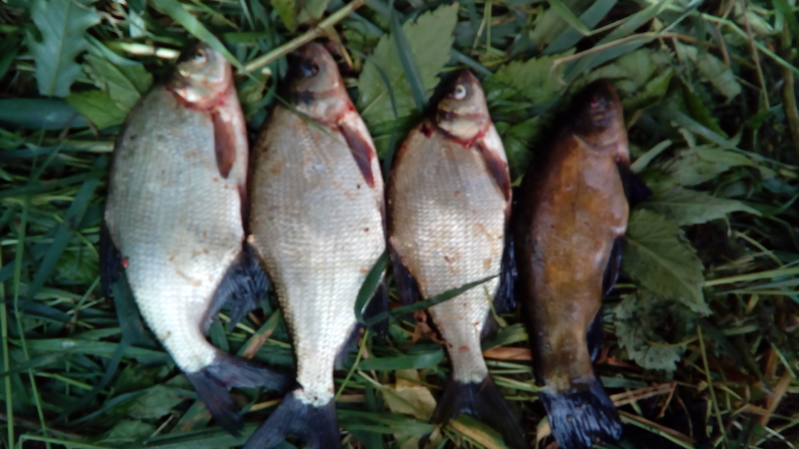 Tench , cought at 07/18/2017 - information about the catch | Pinfishing.com