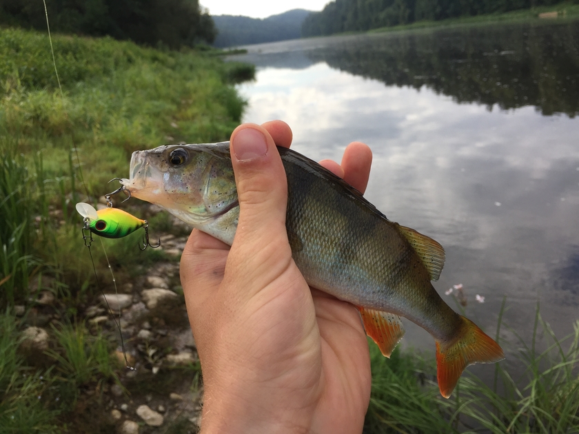 Eurasian perch , cought at 08/15/2017 - information about the catch ...