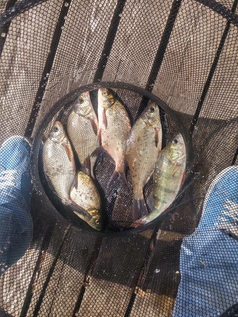 Carp bream , cought at 07/29/2017 - information about the catch ...