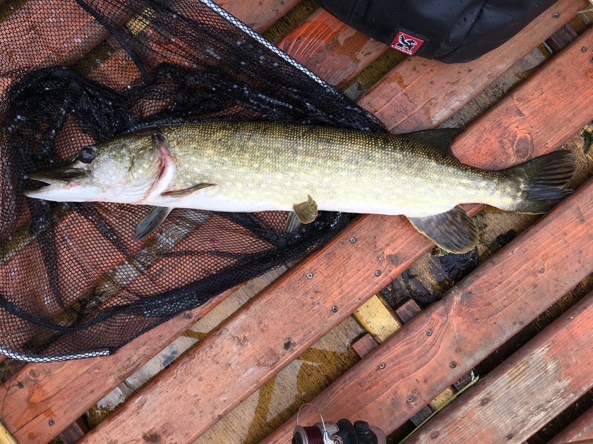 Northern Pike, 4lb 6oz, 2ft 3in , cought at 08/26/2017 - information ...