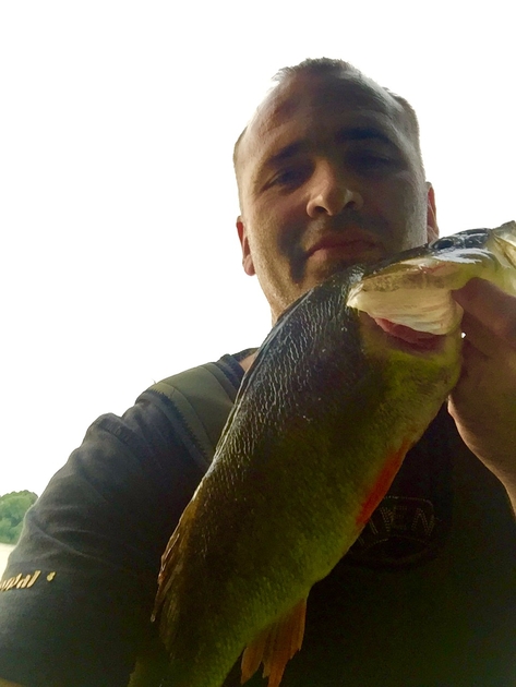 Eurasian perch, 2lb 13oz, 1ft 5(1/2)in , cought at 07/16/2017 ...