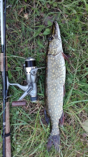 Northern Pike, 1lb 12oz, 1ft 7(1/2)in , cought at 08/24/2017 ...
