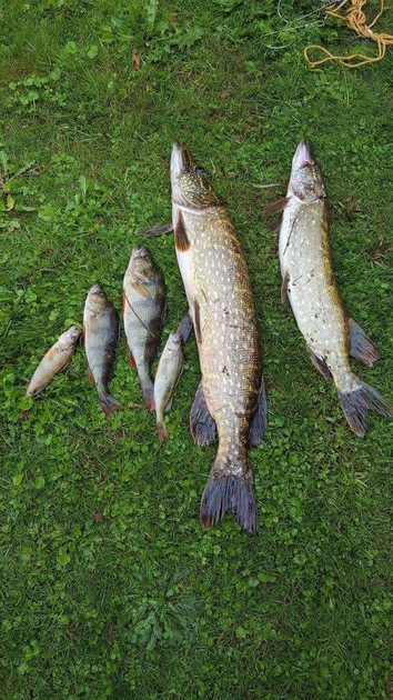 Northern Pike , cought at 09/03/2017 - information about the catch ...