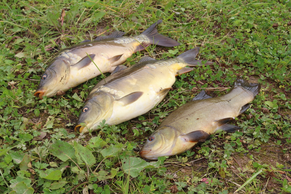 Carp , cought at 08/27/2017 - information about the catch | Pinfishing.com