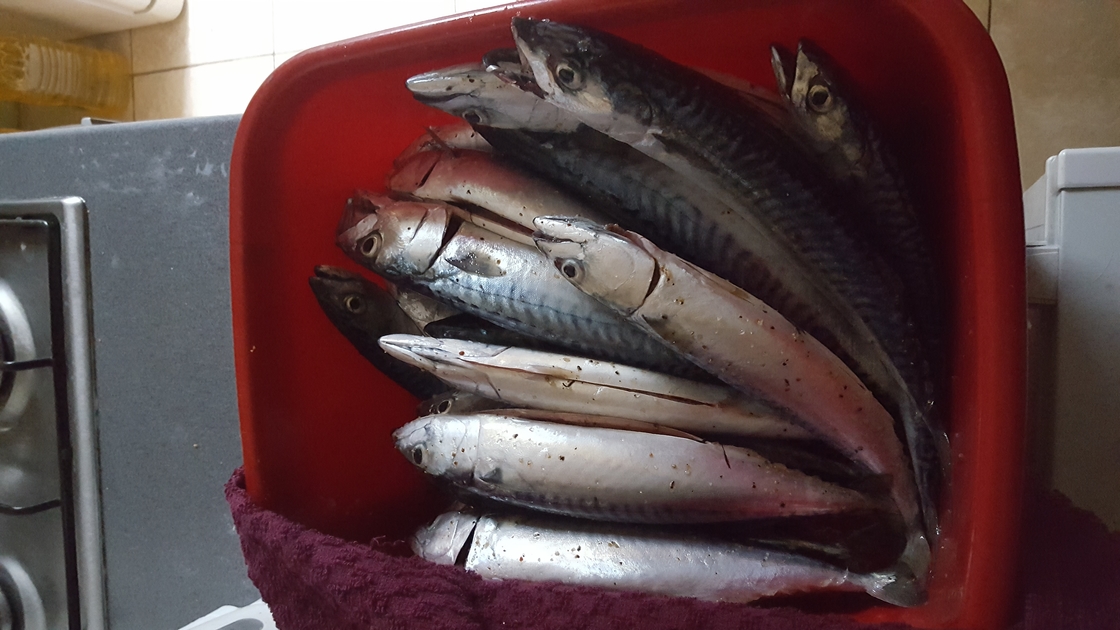 Mackerel, 6lb 6oz , cought at 08/26/2017 - information about the catch ...