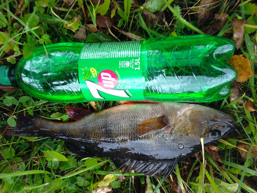 Eurasian perch, 1lb 5oz, 1ft 2in , cought at 10/08/2017 - information ...