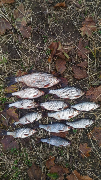 Roach , cought at 11/05/2017 - information about the catch | Pinfishing.com