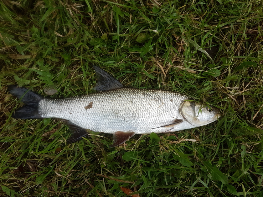 Asp , cought at 10/03/2017 - information about the catch | Pinfishing.com