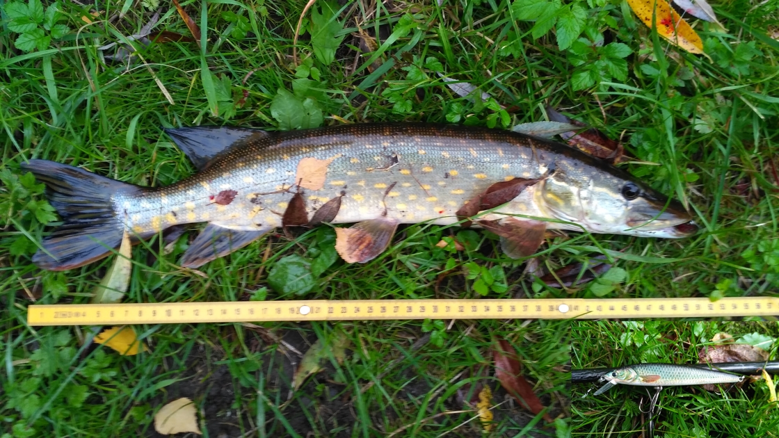 Northern Pike, 1ft 9in , cought at 10/03/2017 - information about the ...