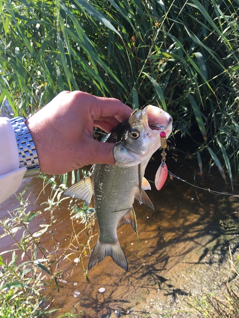 Asp , cought at 10/01/2017 - information about the catch | Pinfishing.com