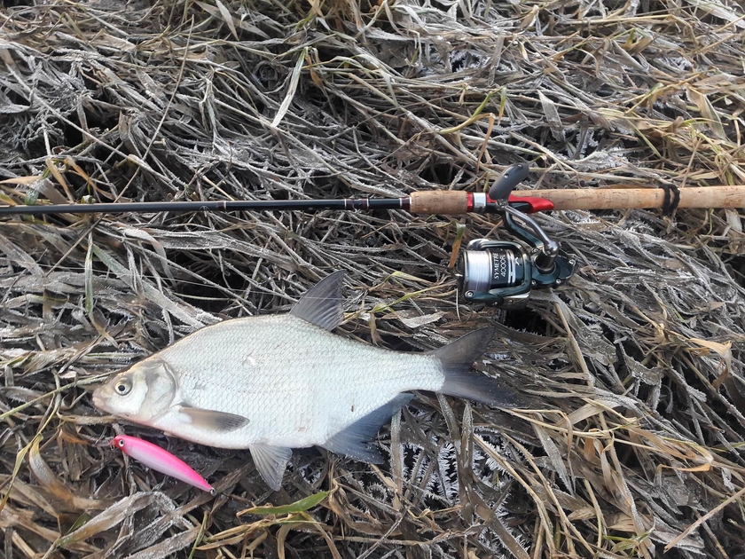 Carp bream, 1lb 8oz , cought at 01/13/2018 - information about the ...