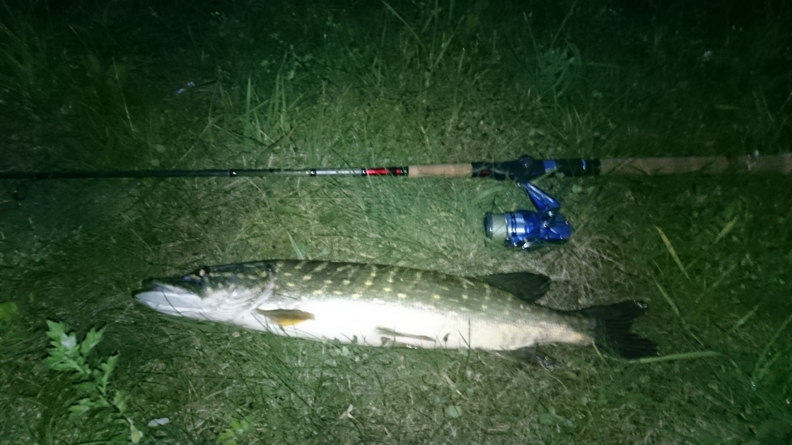 Northern Pike, 4lb 3oz , cought at 08/02/2016 - information about the ...