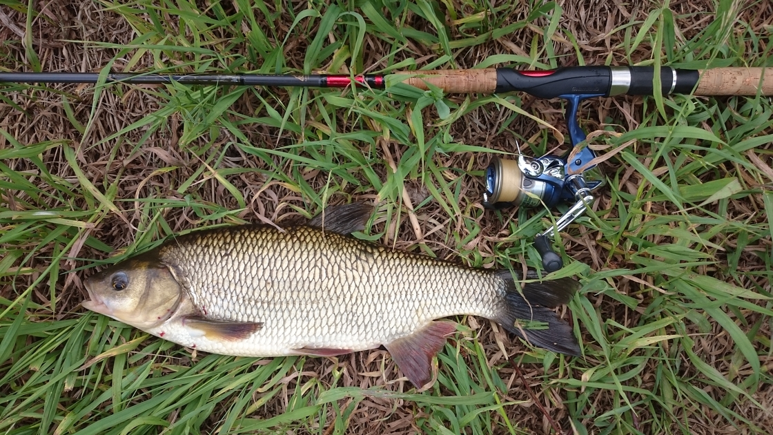 Ide, 3lb 1oz, 1ft 6in , cought at 06/07/2016 - information about the ...