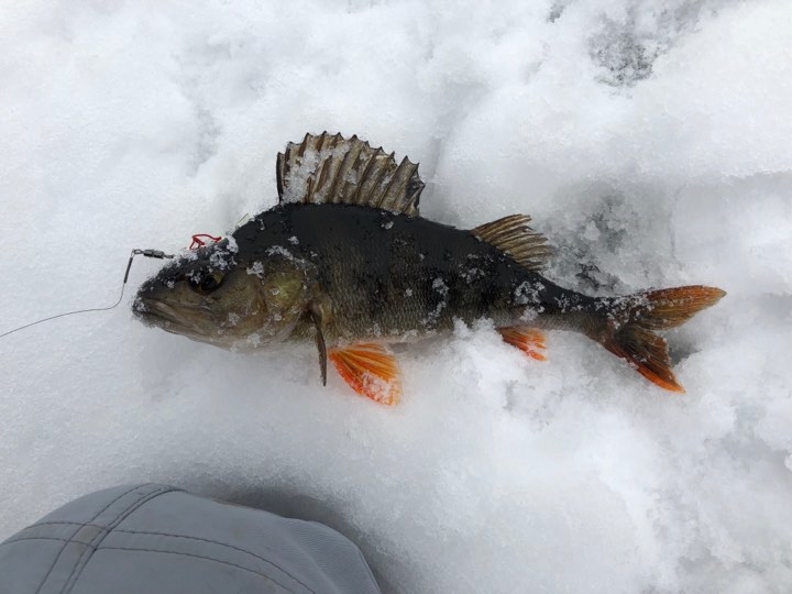Eurasian perch , cought at 01/25/2018 - information about the catch ...